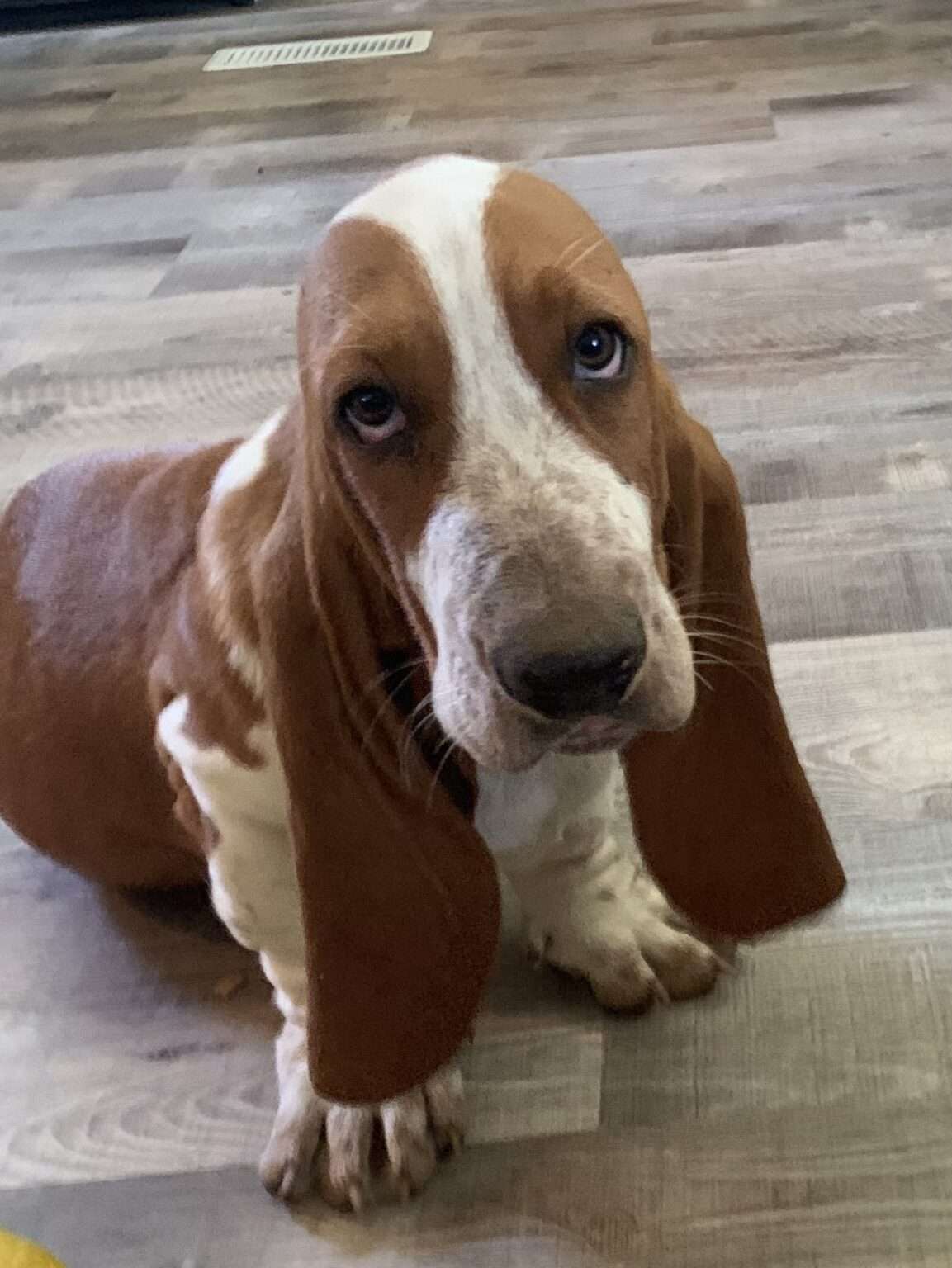 Welcome to Turner Basset Hounds! | Basset Hounds for Sale